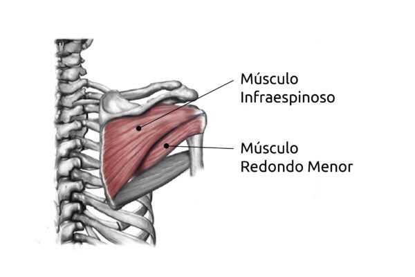 Tratamiento Osteopático del Síndrome Subacromial - EOM Formación